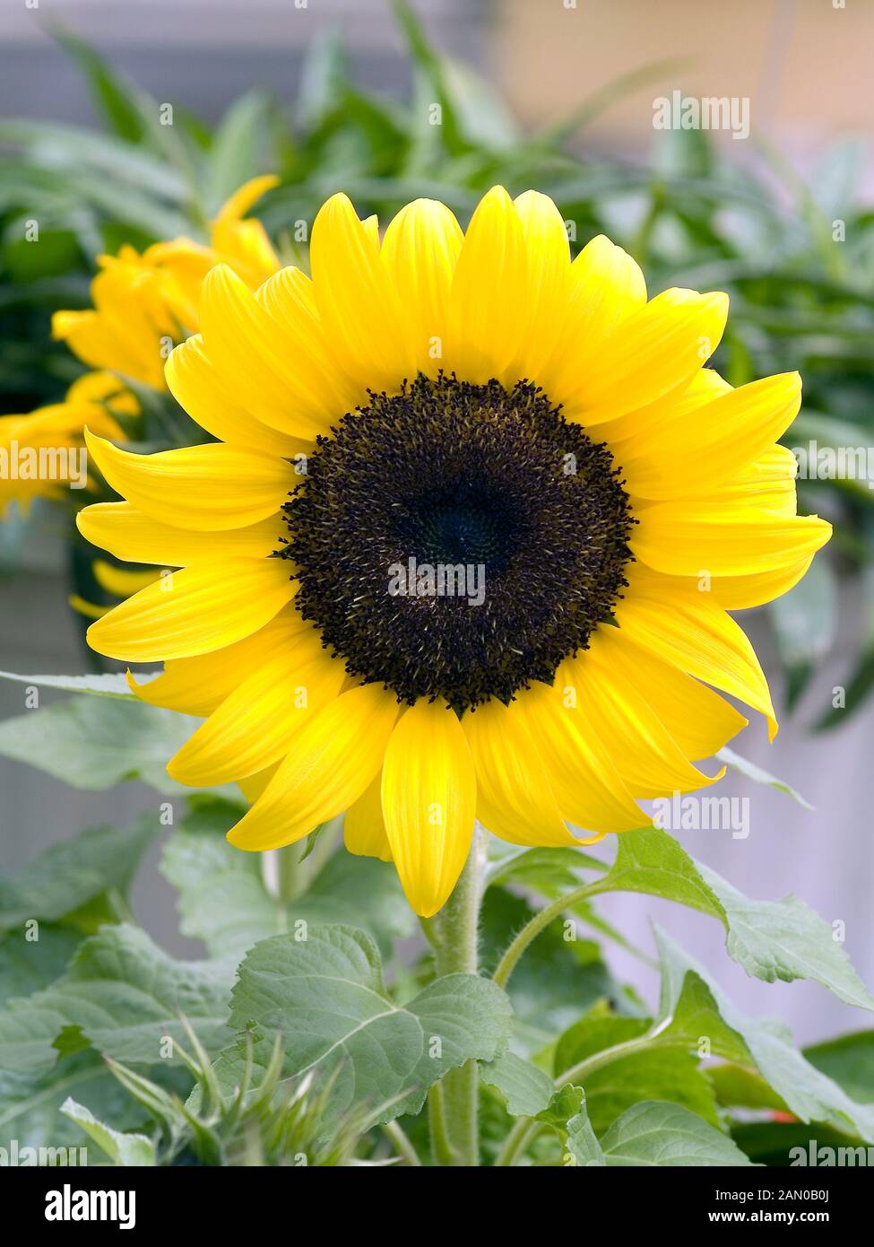 Helianthus ballad hi-res stock photography and images - Alamy