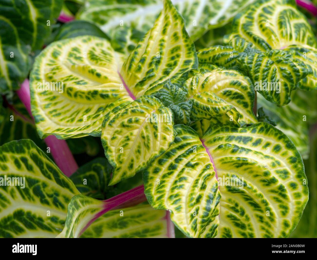 Iresine hi-res stock photography and images - Alamy