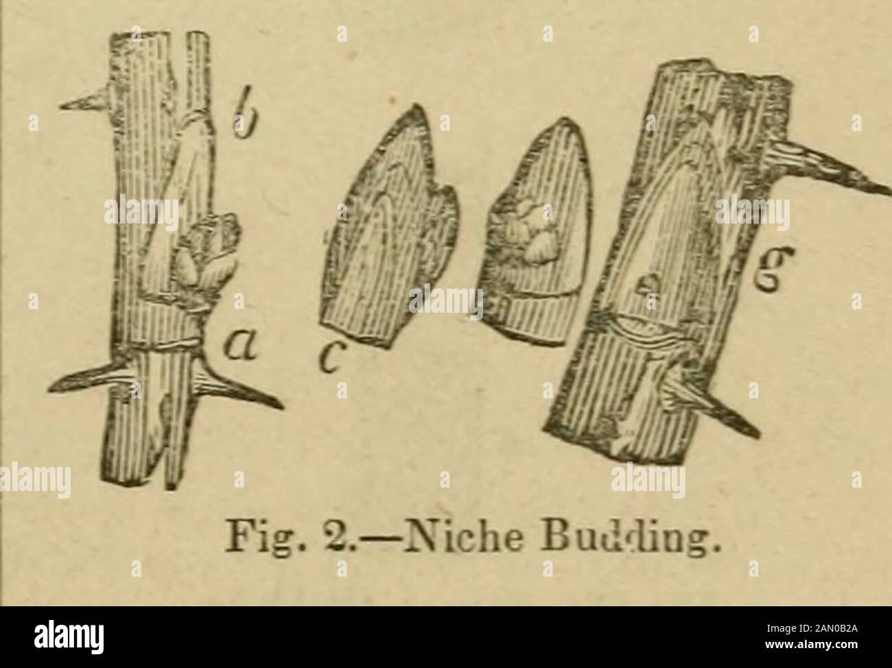 Shield budding hi-res stock photography and images - Alamy