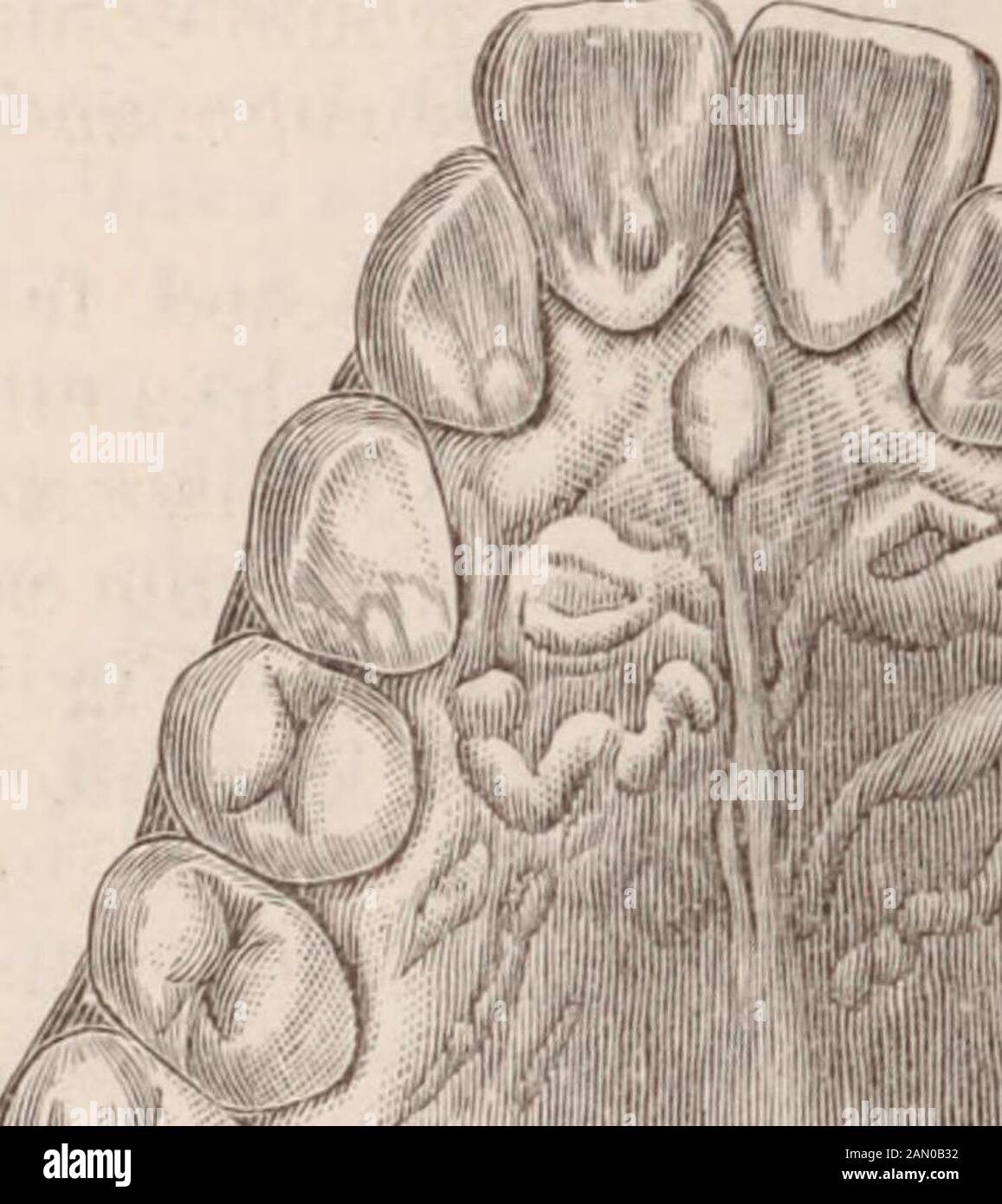 Dental cosmos . maller than the right, and in which the same side of ...