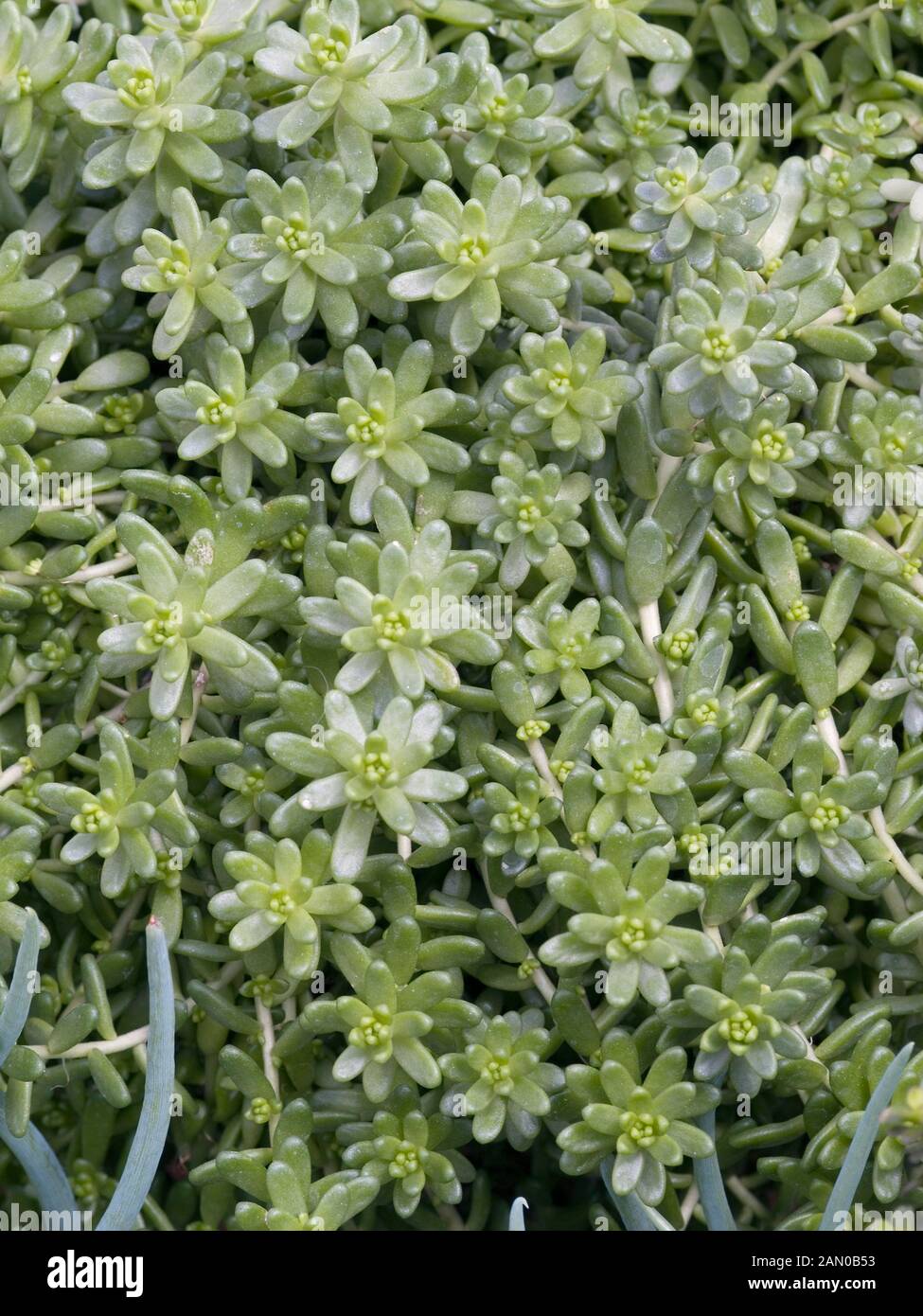Sedum album hi-res stock photography and images - Alamy