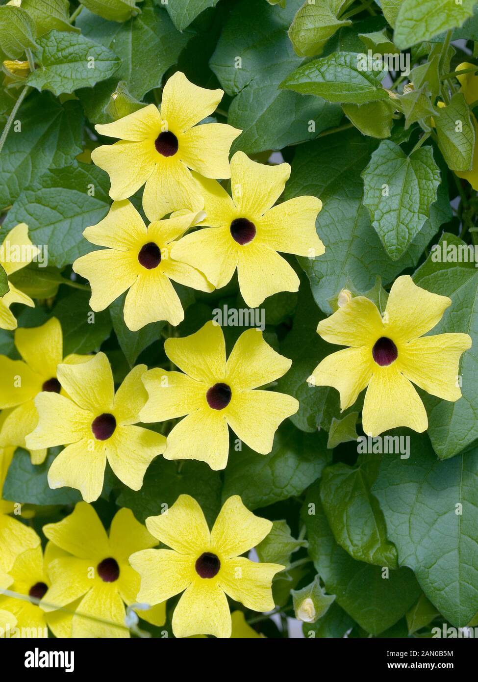 THUNBERGIA SUNNY LEMON STAR Stock Photo - Alamy