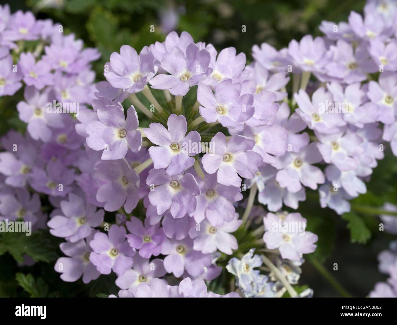 VERBENA AZTEC SILVER MAGIC Stock Photo - Alamy