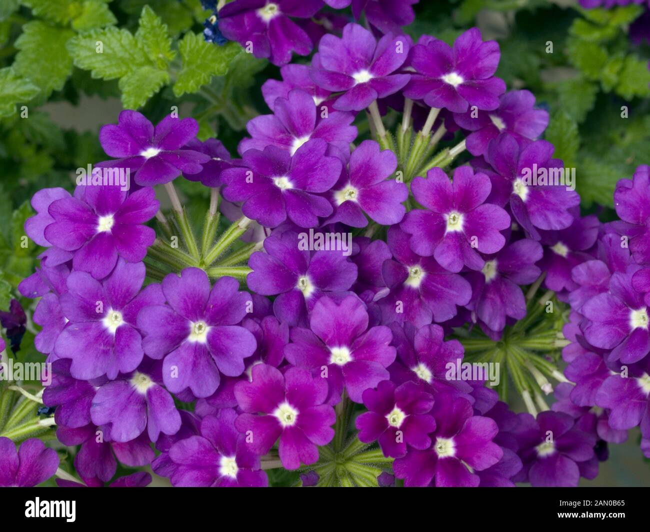 Verbena aztec violet hi-res stock photography and images - Alamy