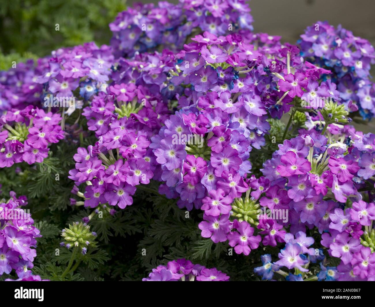 Verbena aztec purple magic hi-res stock photography and images - Alamy