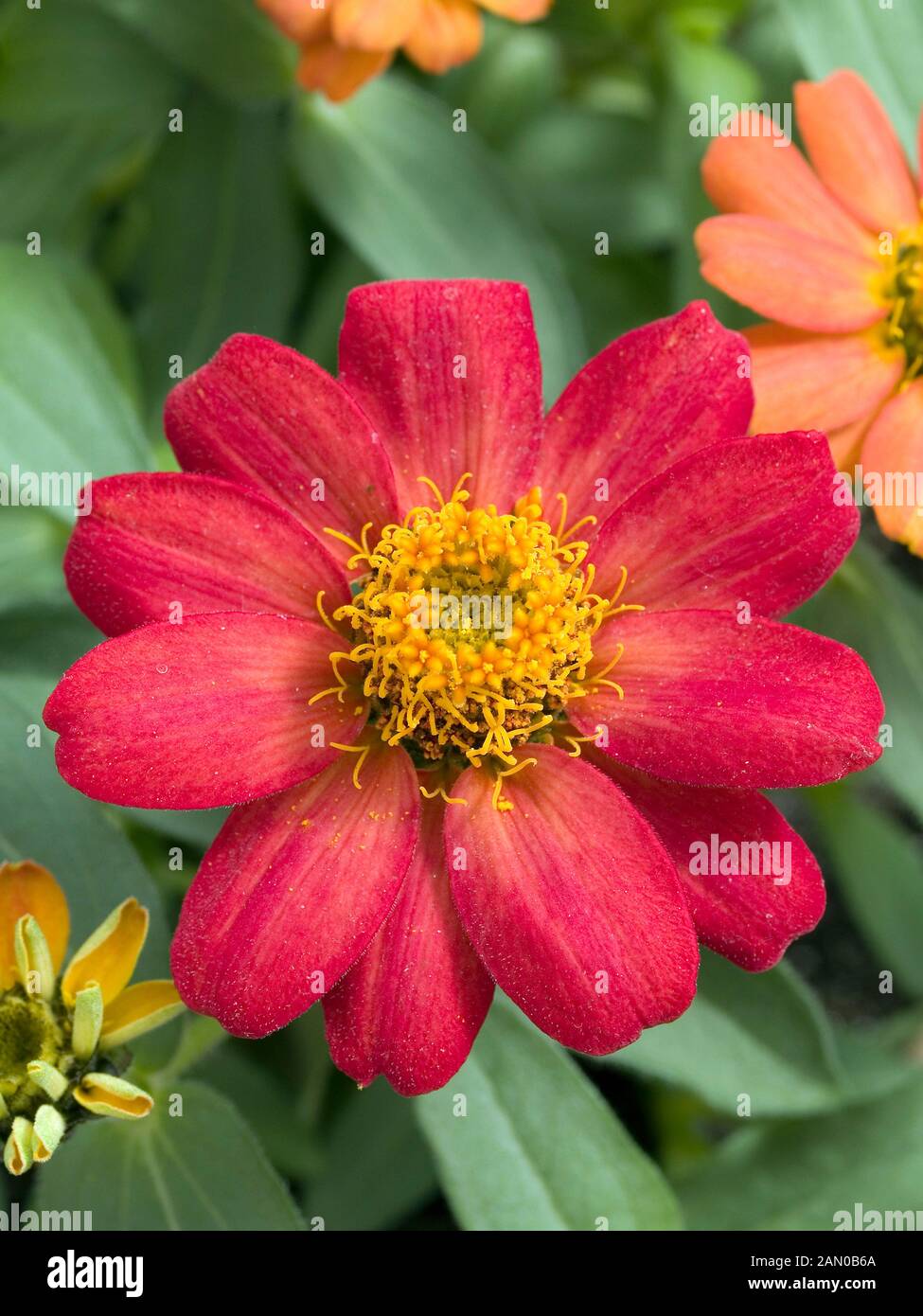 Zahara Flower High Resolution Stock Photography and Images - Alamy