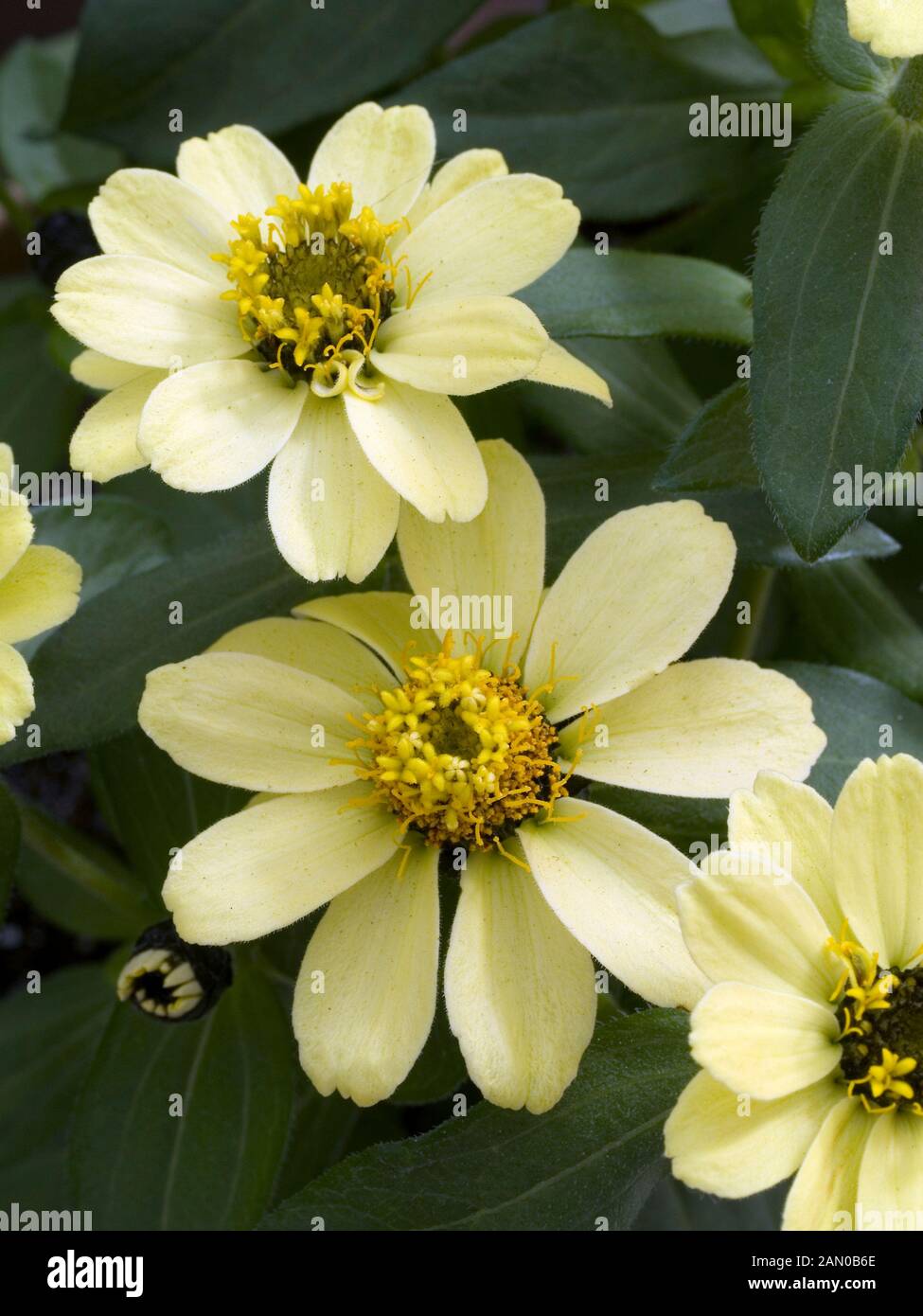Zinnia zahara yellow hi-res stock photography and images - Alamy