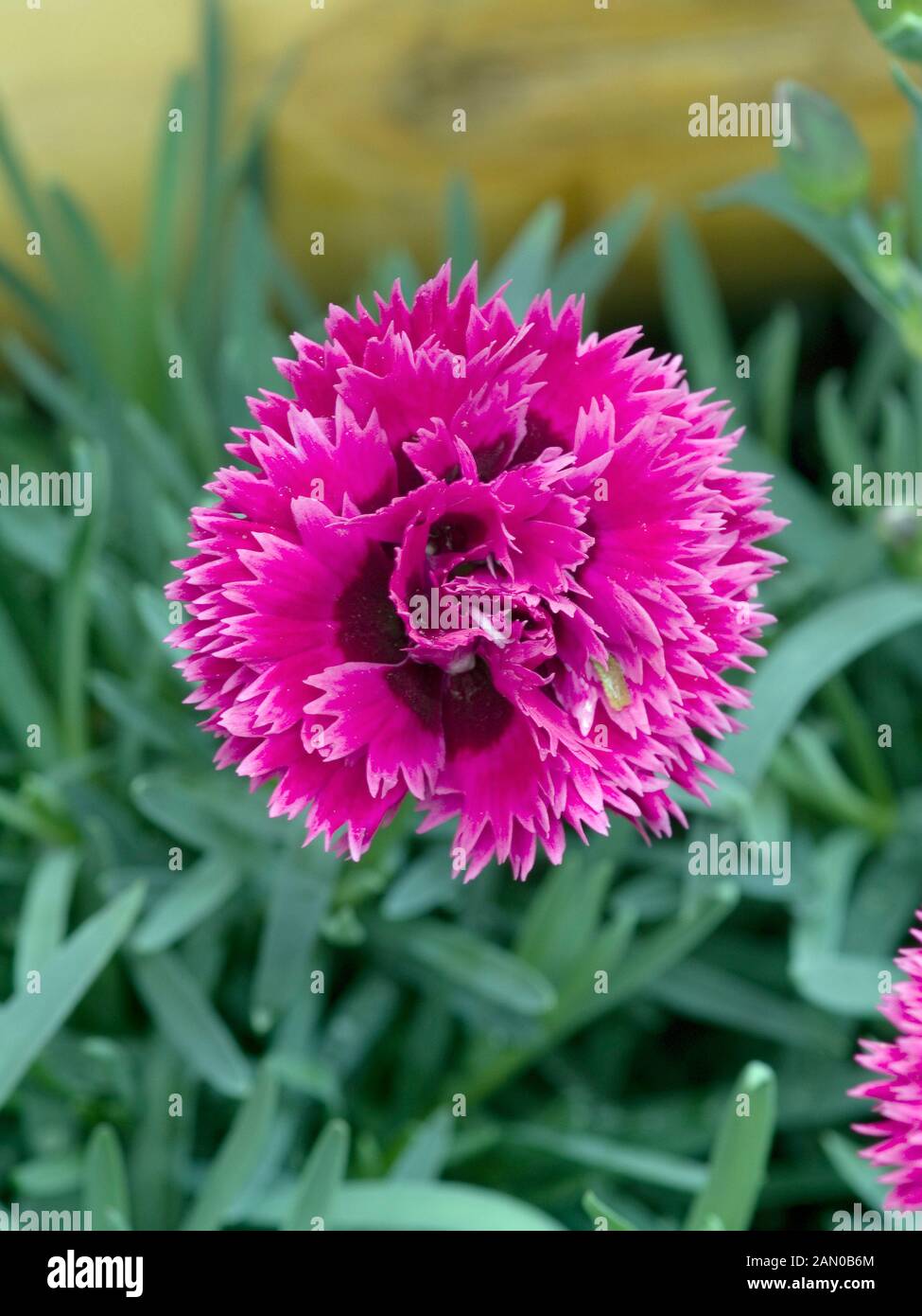 Dianthus starlette hi-res stock photography and images - Alamy