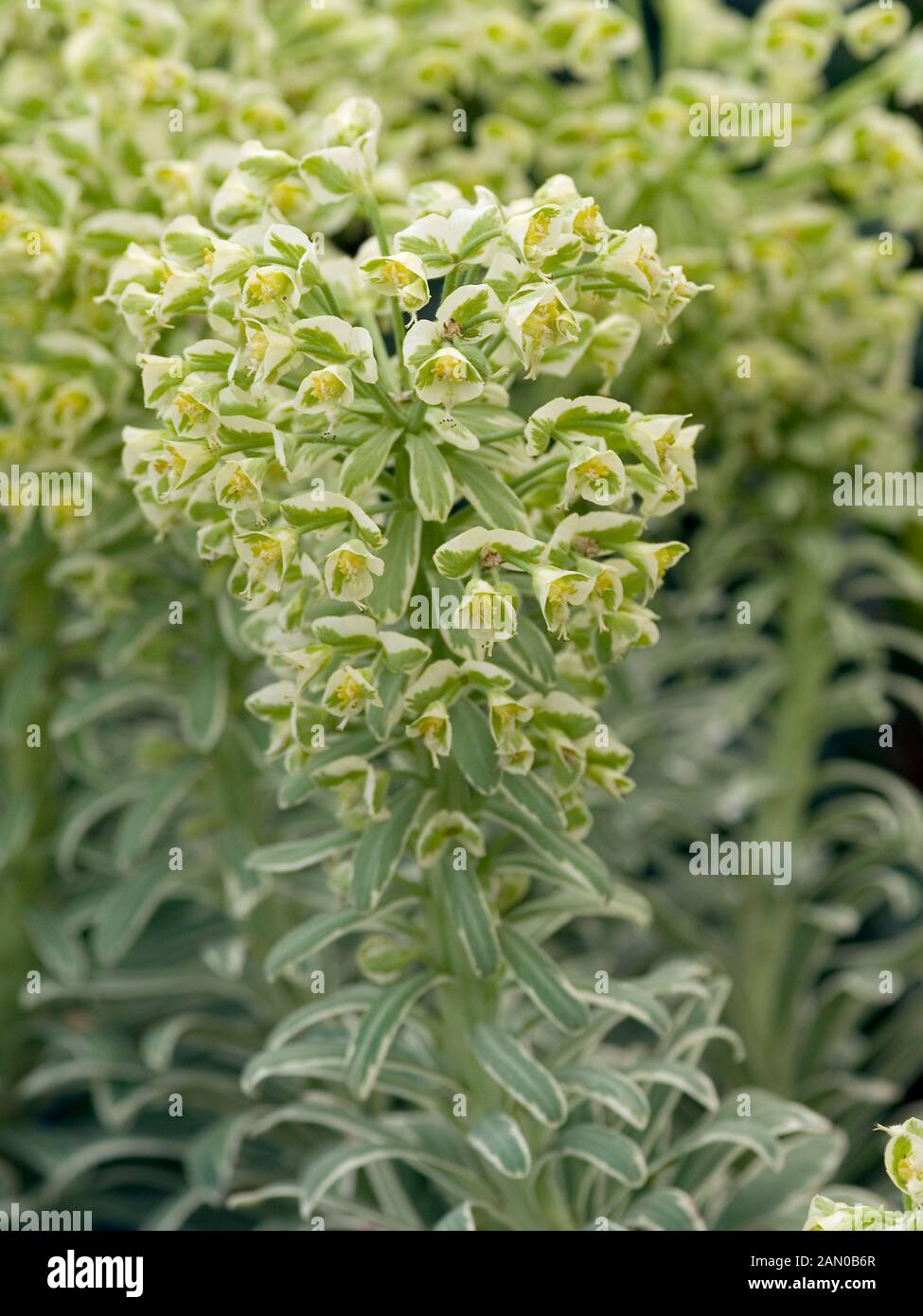 EUPHORBIA GLACIER BLUE Stock Photo - Alamy