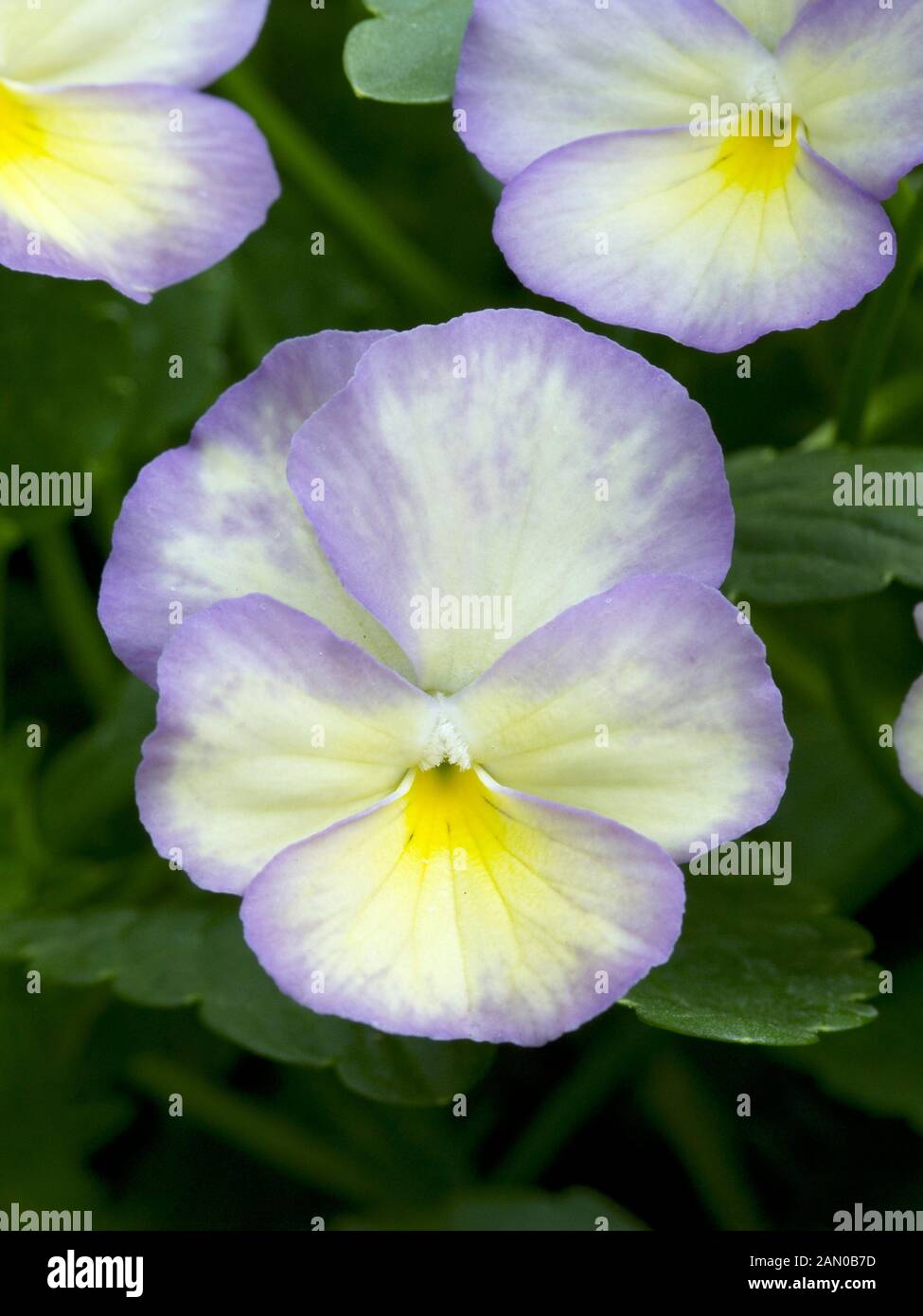 VIOLA STARRY NIGHT Stock Photo - Alamy