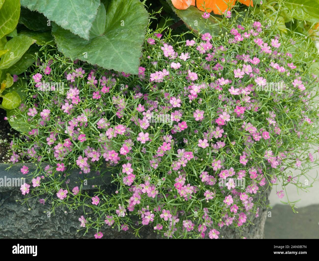 Gypsophila gypsy flowers hi-res stock photography and images - Alamy