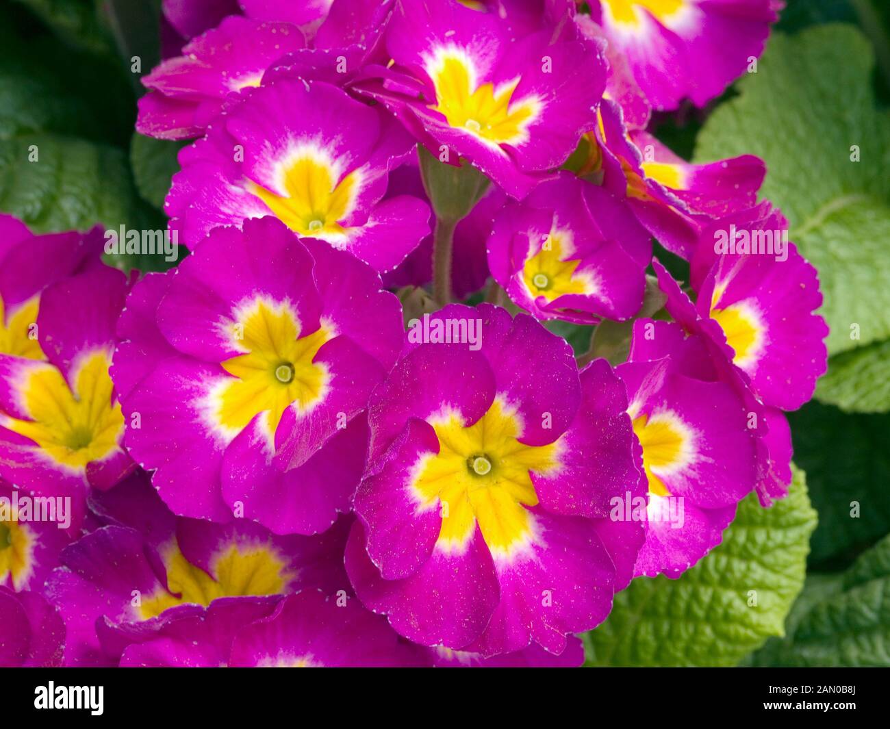 Bicolor primrose hi-res stock photography and images - Alamy