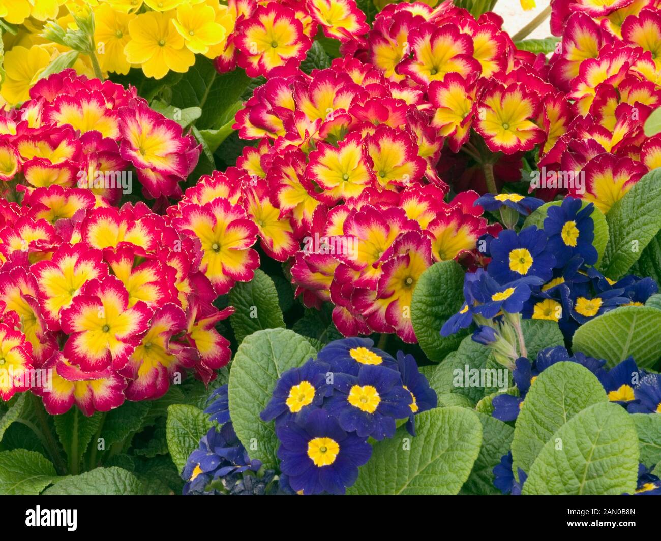 PRIMULA POLYANTHUS SUPERNOVA MIX Stock Photo - Alamy