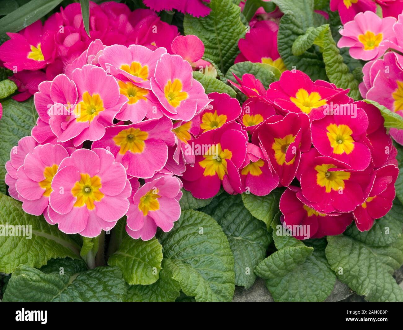 Polyanthus hi-res stock photography and images - Alamy