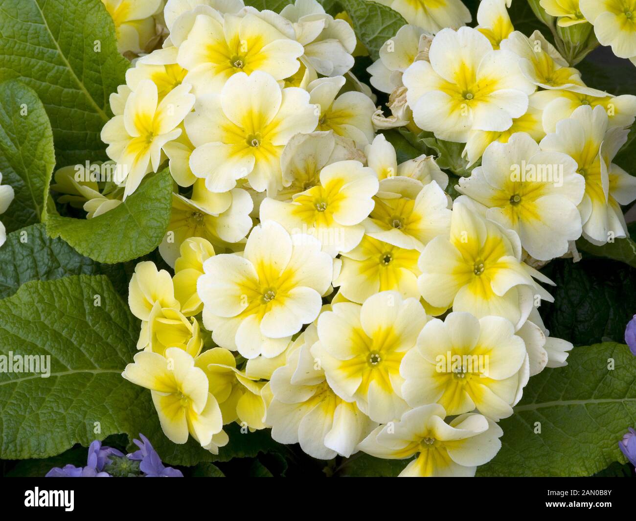 Primula polyanthus hi-res stock photography and images - Alamy