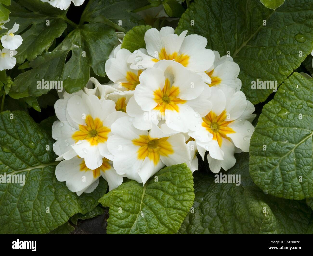 Primula polyanthus hi-res stock photography and images - Alamy