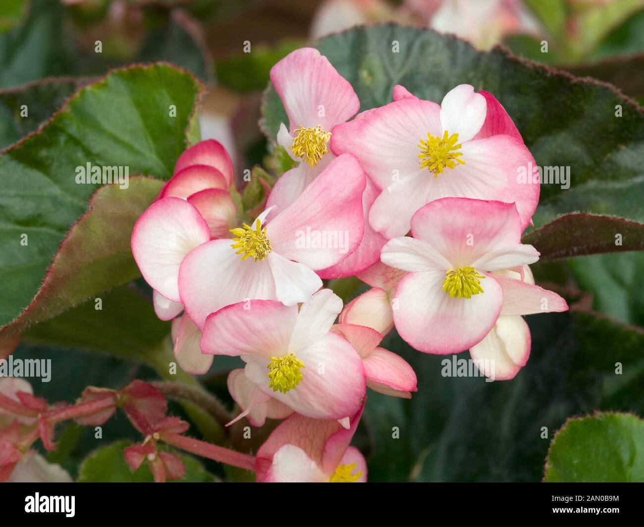Bicolor rose hi-res stock photography and images - Alamy