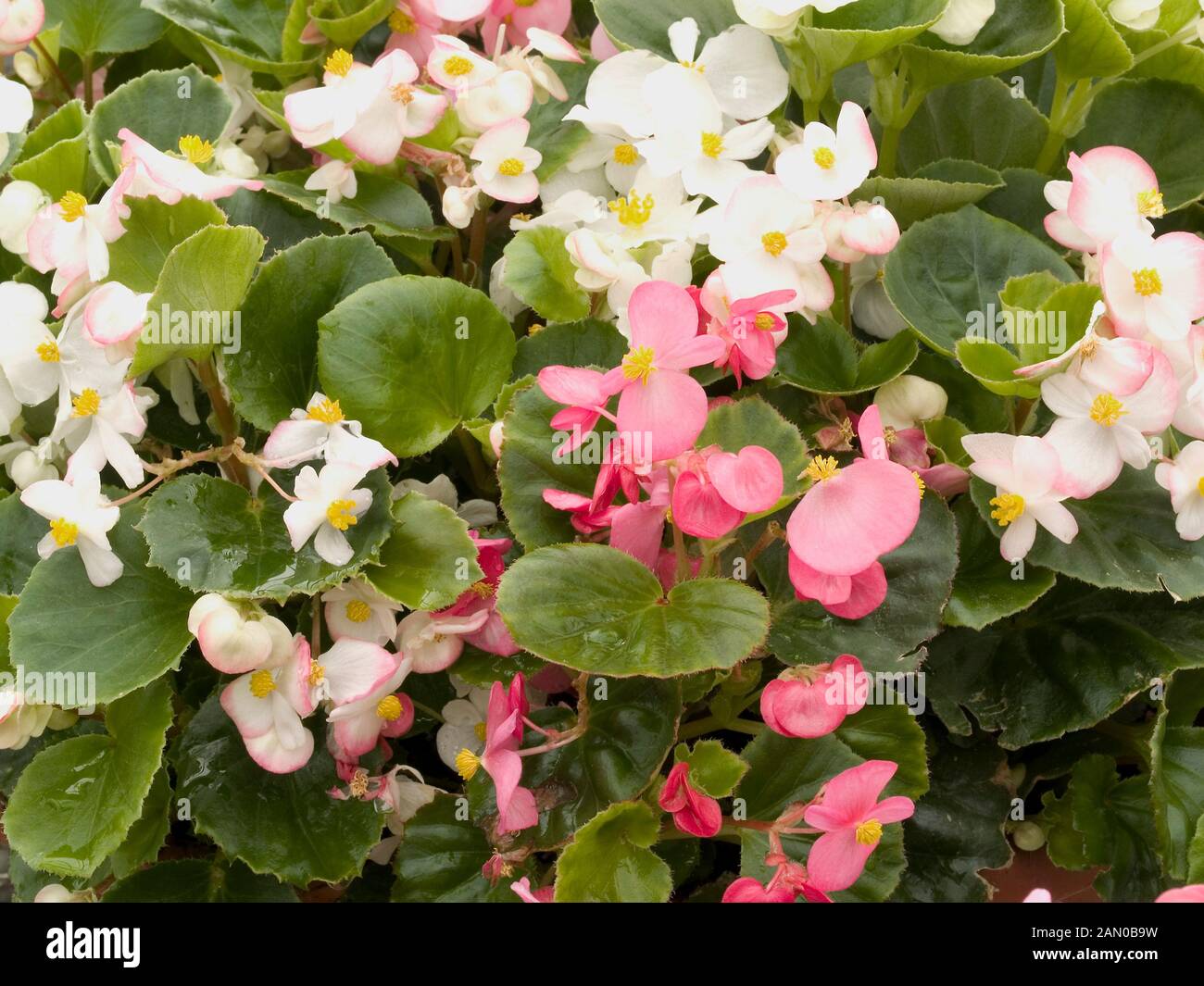 Begonia semperflorens hi-res stock photography and images - Alamy