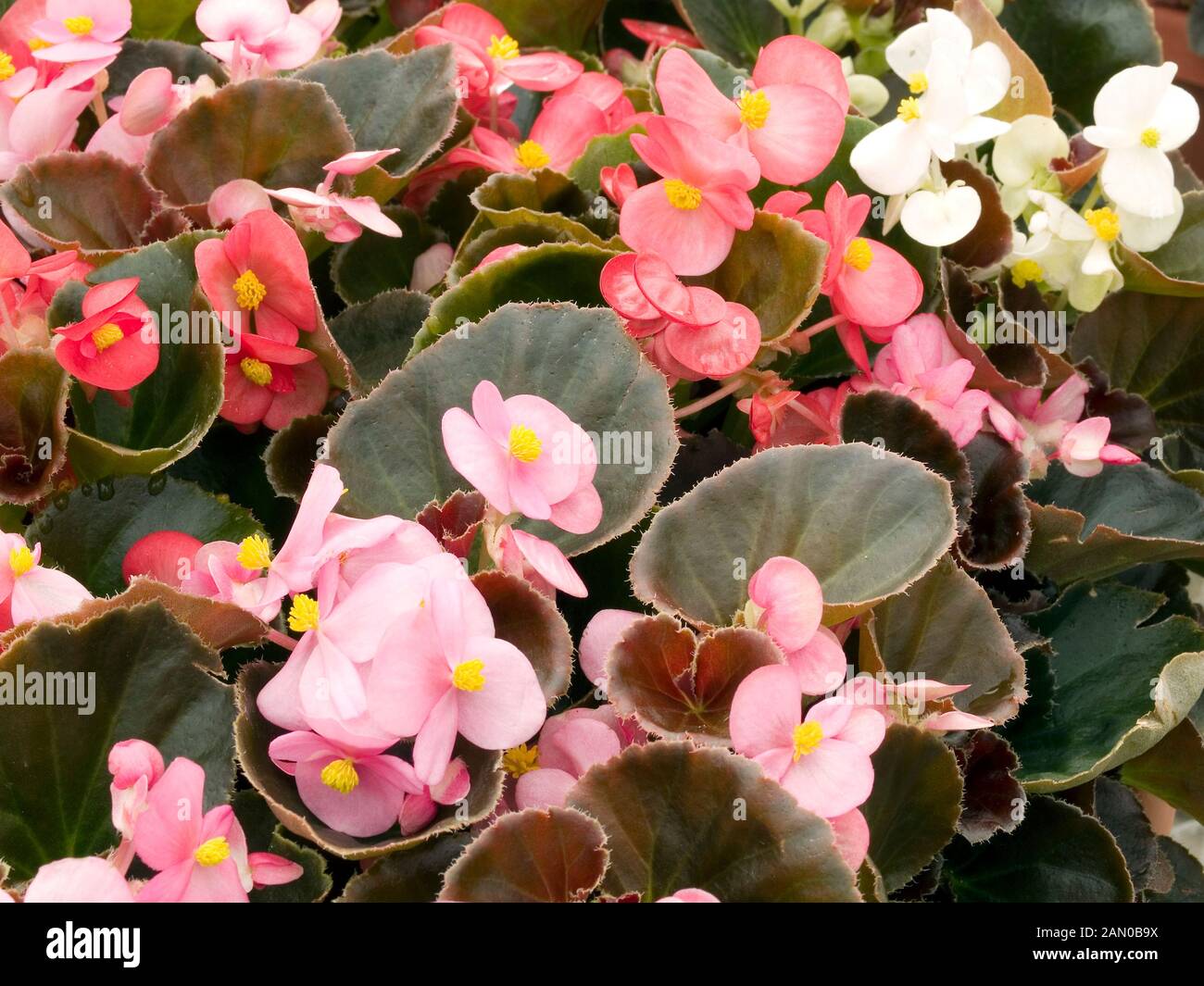 BEGONIA SEMPERFLORENS MIX Stock Photo - Alamy