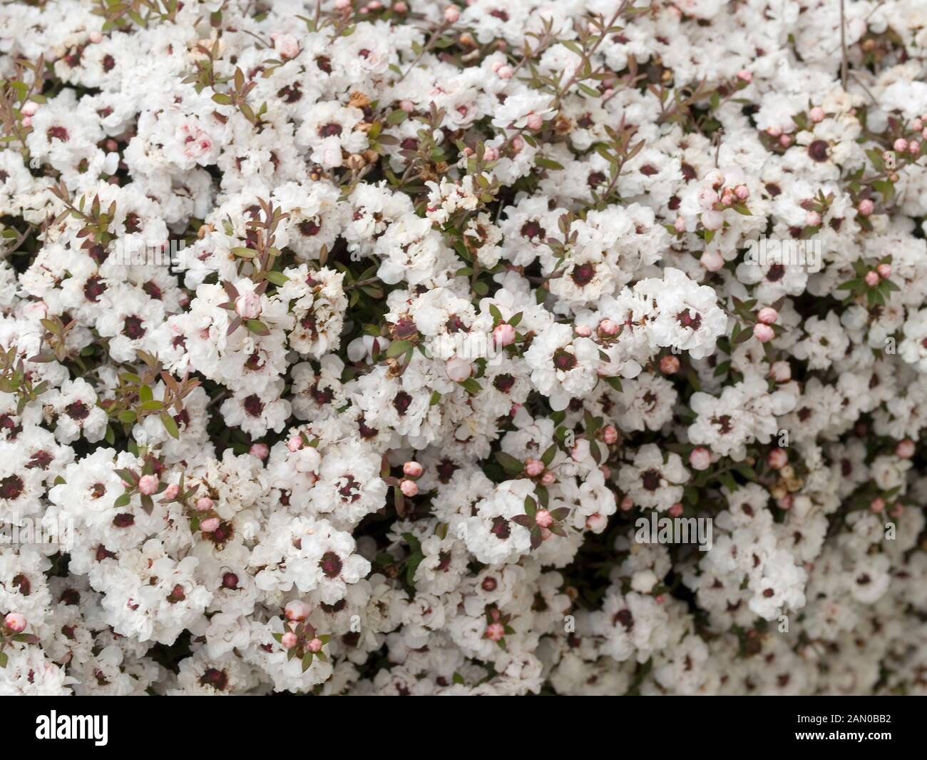 Leptospermum scoparium hi-res stock photography and images - Alamy