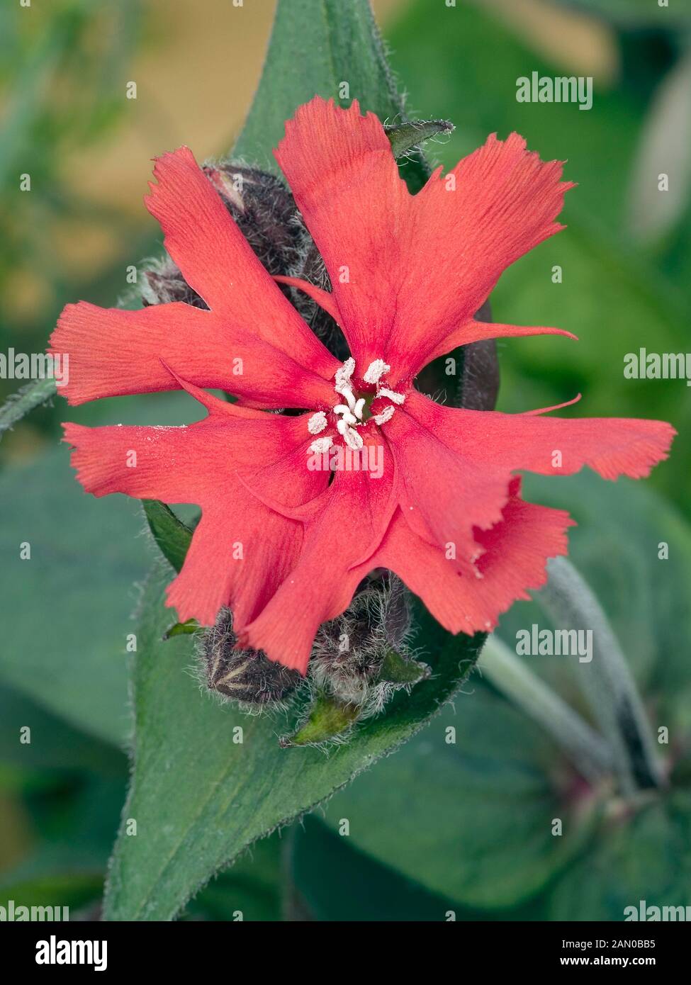 Lychnis arkwrightii hi-res stock photography and images - Alamy