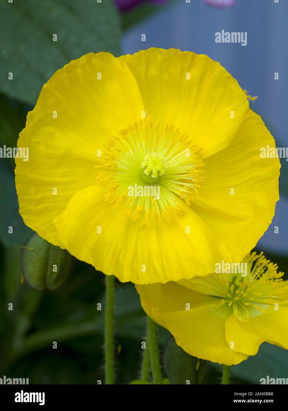 Yellow iceland poppy papaver nudicaule hi-res stock photography and ...