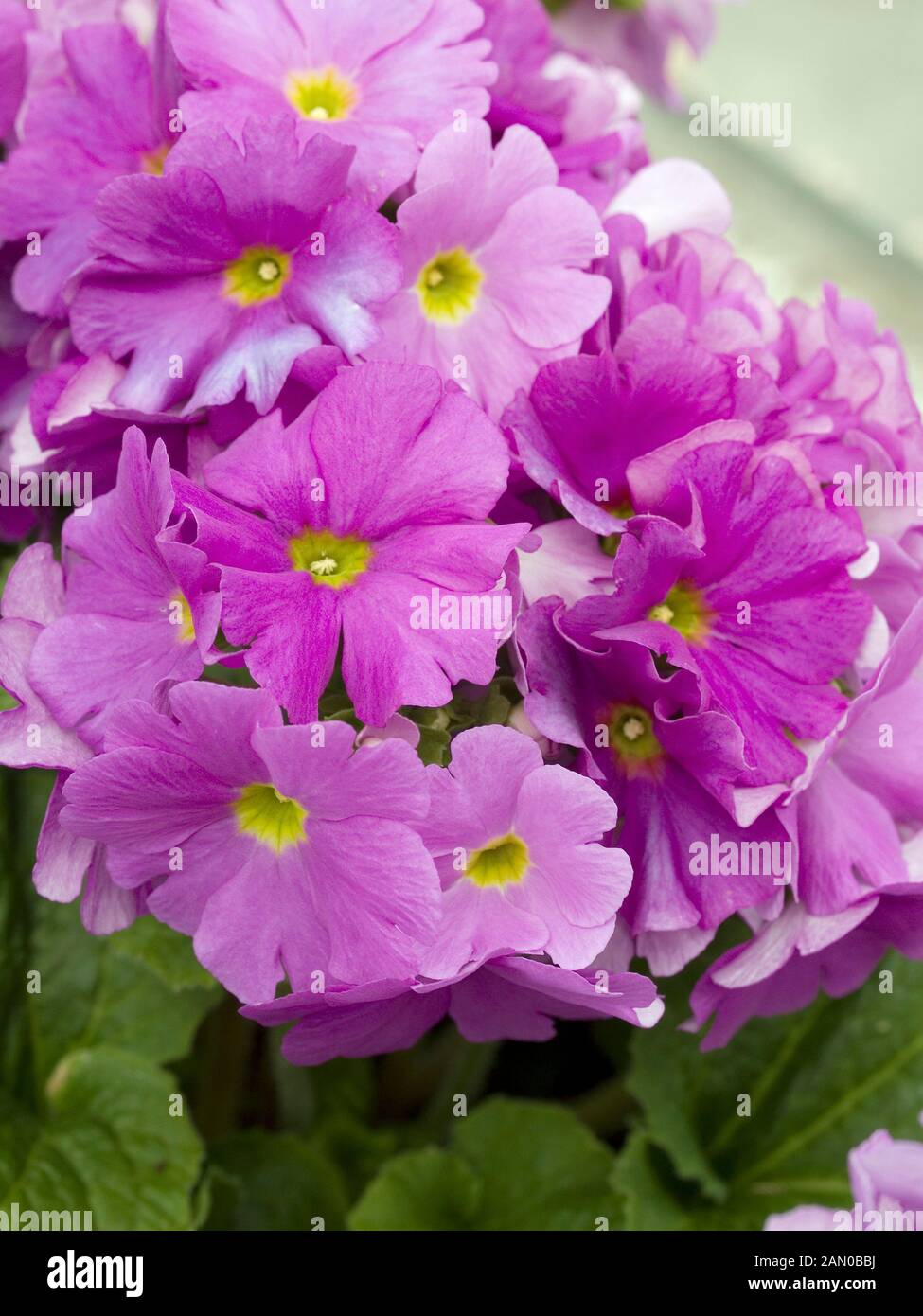 Lilac primula hi-res stock photography and images - Alamy