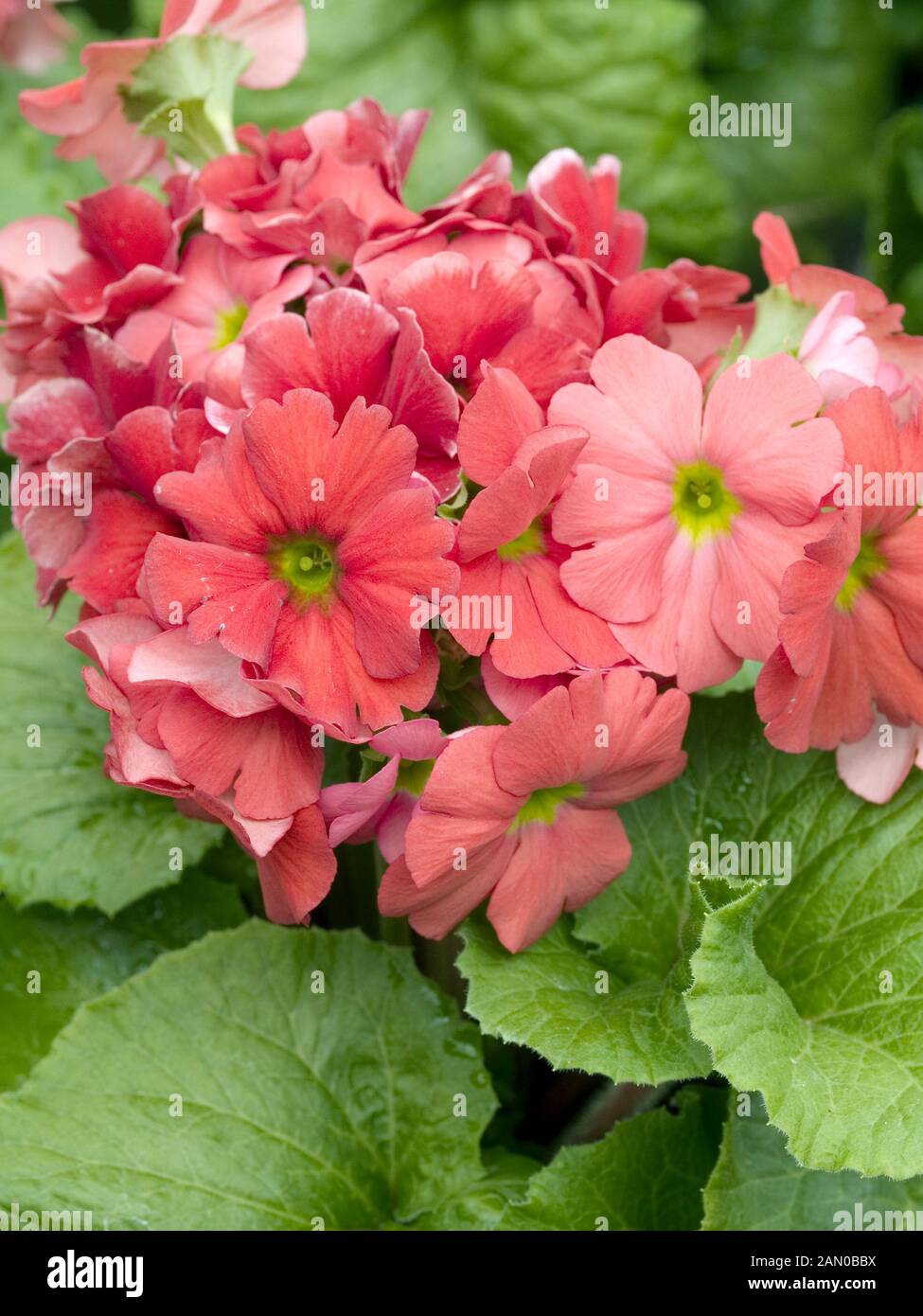 Scarlet primrose hi-res stock photography and images - Alamy