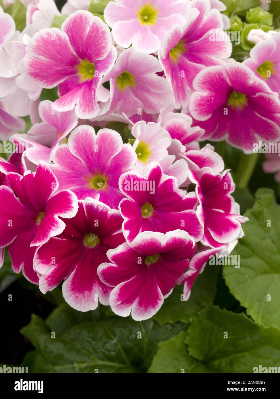 Red picotee hi-res stock photography and images - Alamy