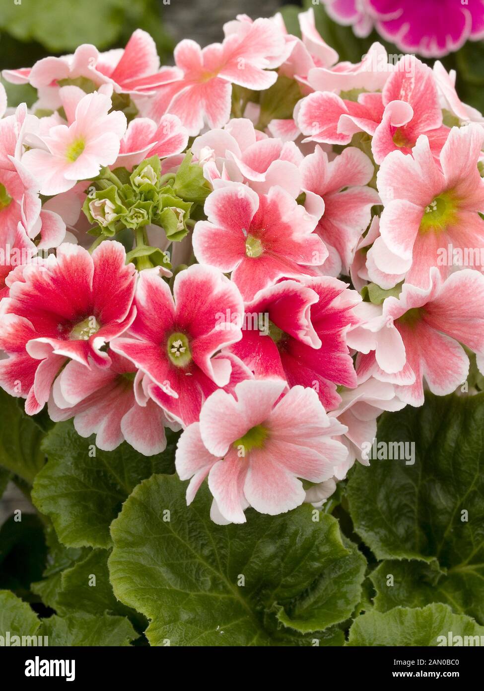 Scarlet primrose hi-res stock photography and images - Alamy