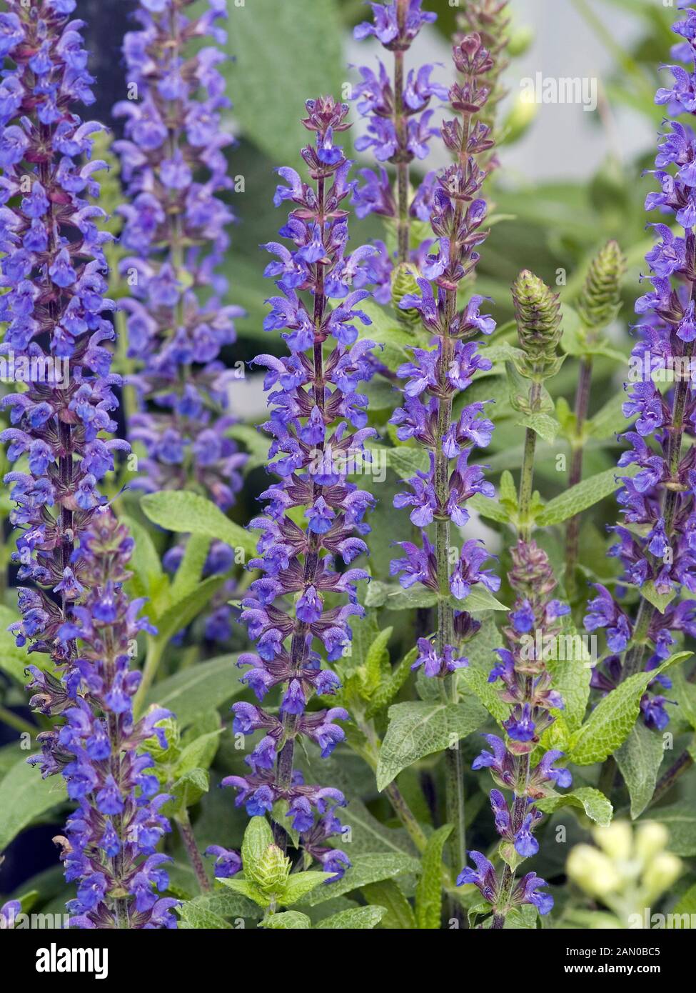 Salvia superba hi-res stock photography and images - Alamy