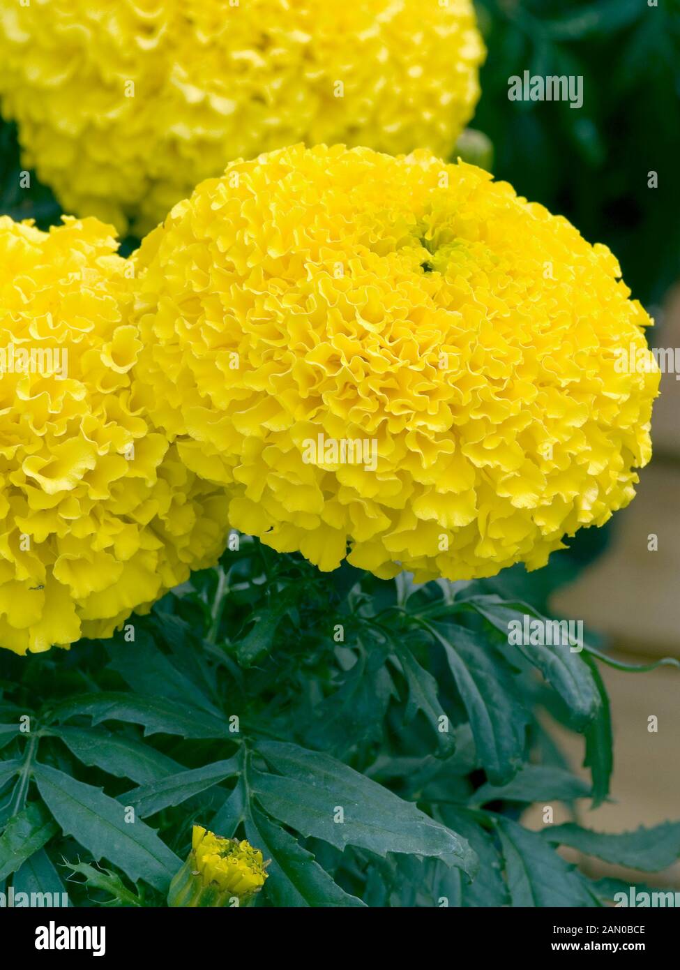 Moonstruck hi-res stock photography and images - Alamy