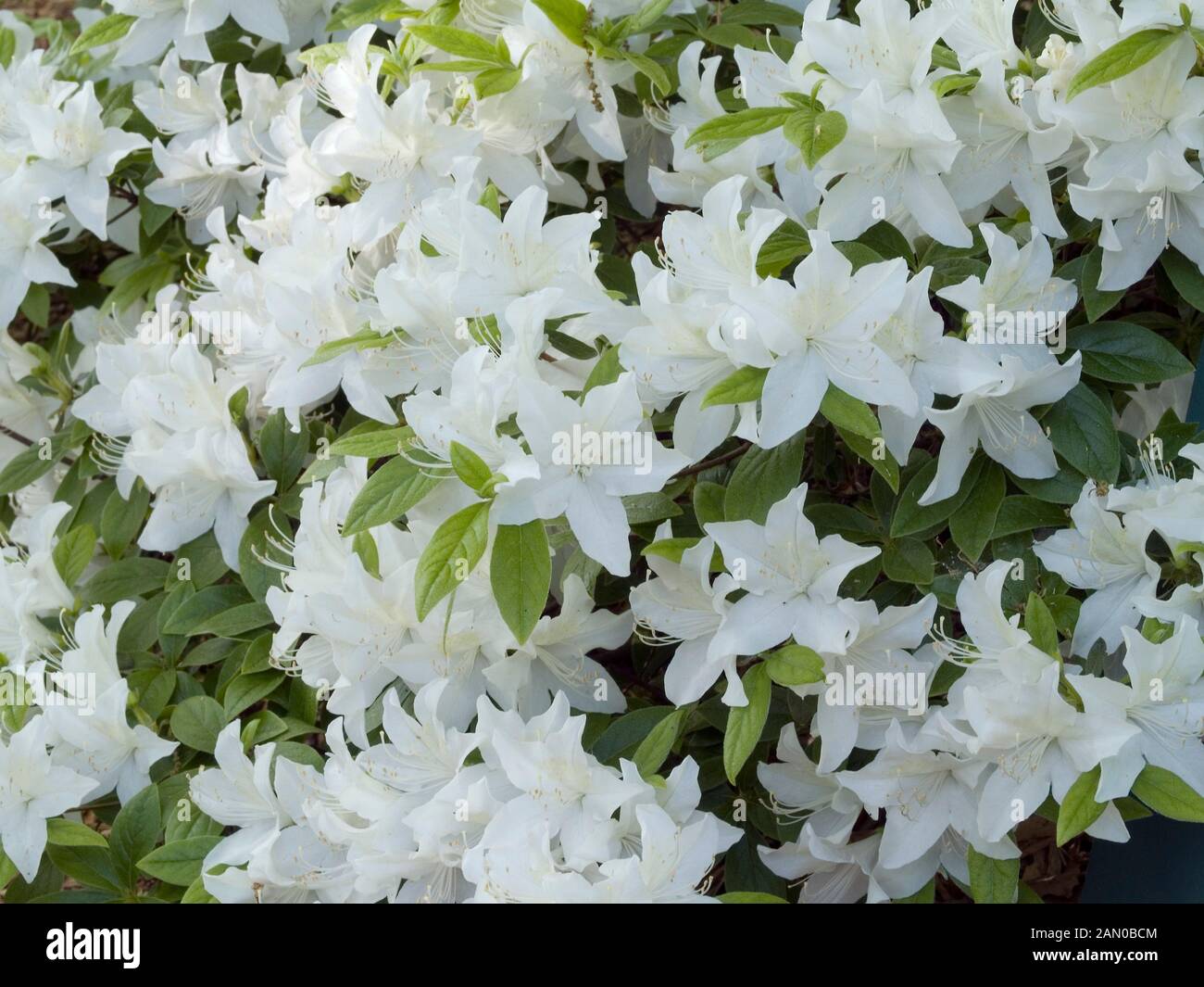 Cascade azalea hi-res stock photography and images - Alamy