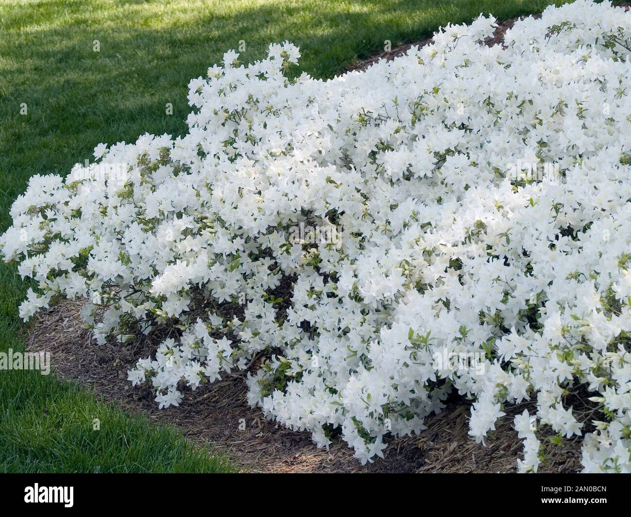 Cascade azalea hi-res stock photography and images - Alamy