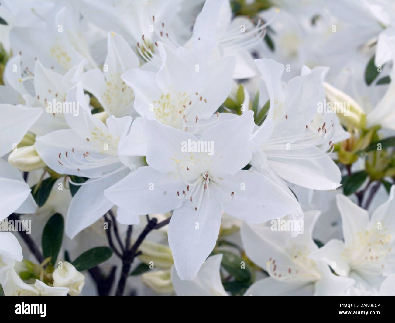 Azalea cascade hi-res stock photography and images - Alamy