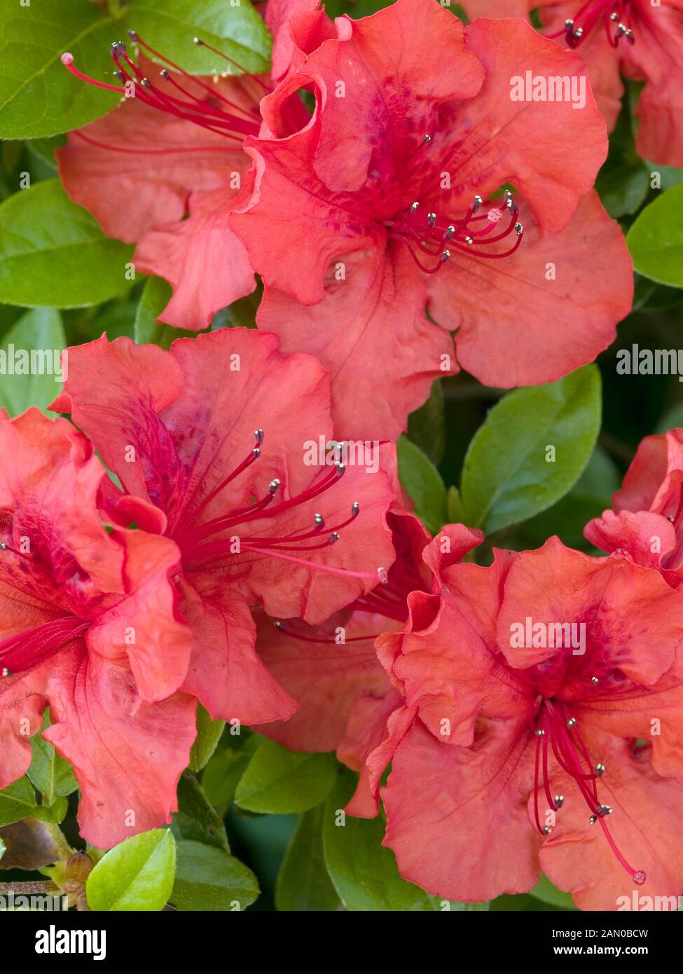 AZALEA GIRARD'S HOT SHOT Stock Photo - Alamy