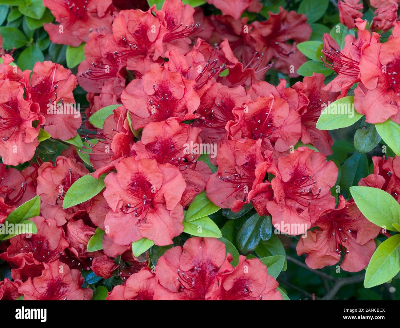Girard's azalea hi-res stock photography and images - Alamy