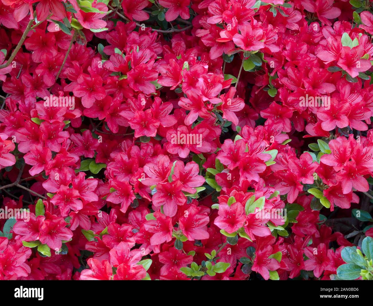 Hino hi-res stock photography and images - Alamy