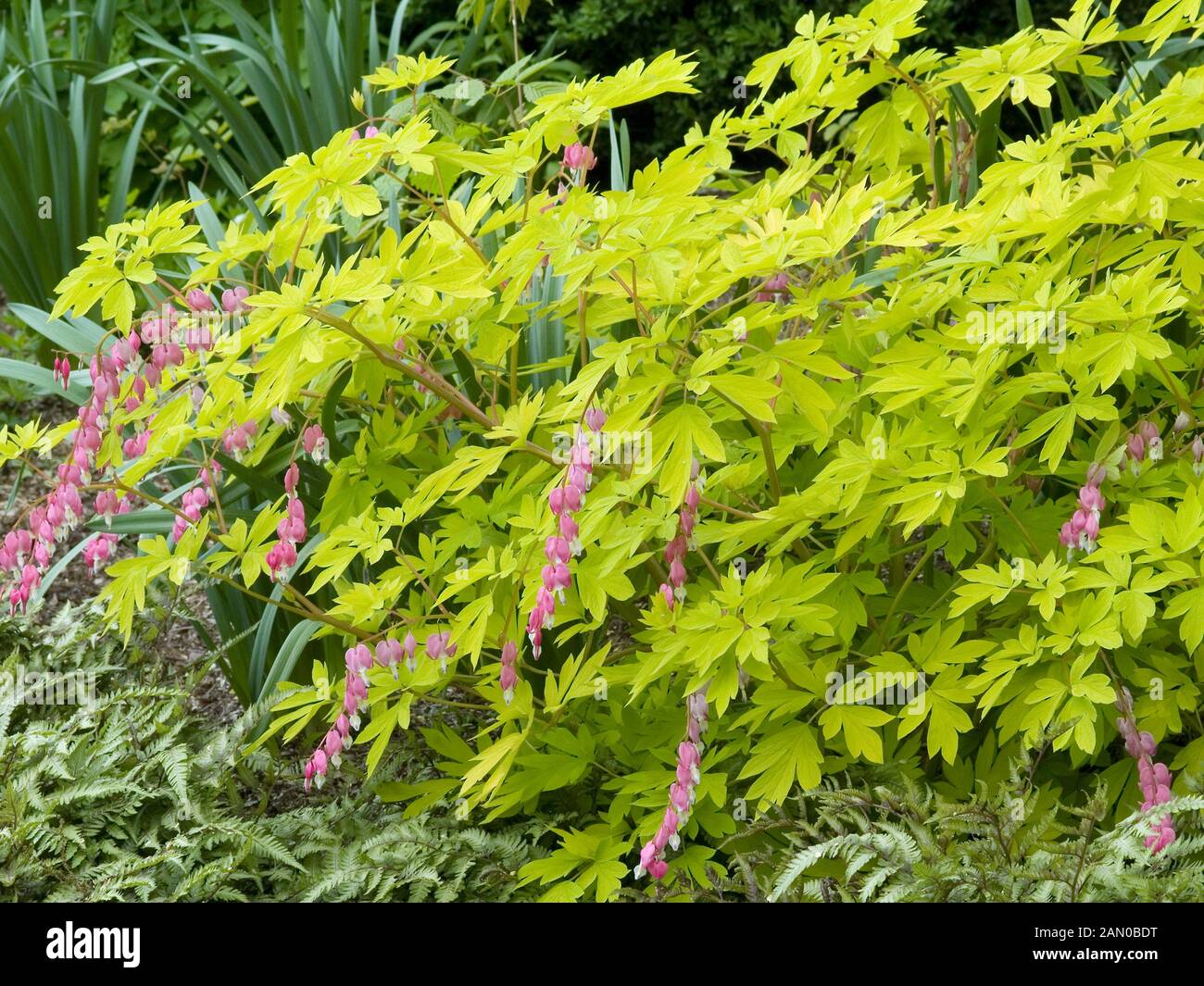 DICENTRA SPECTABILIS GOLD HEART Stock Photo - Alamy