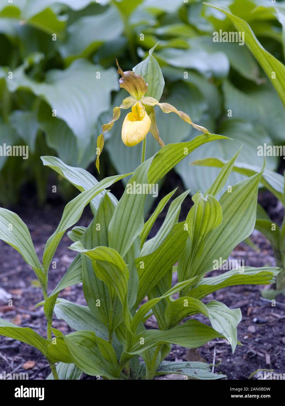 Cypripedium pubescens hi-res stock photography and images - Alamy