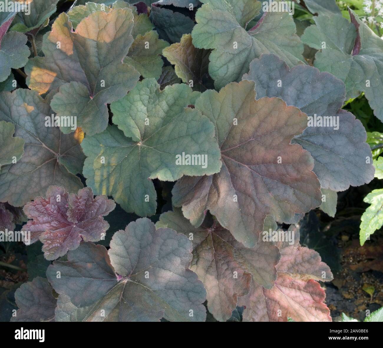 Heuchera with dark leaves hi-res stock photography and images - Alamy
