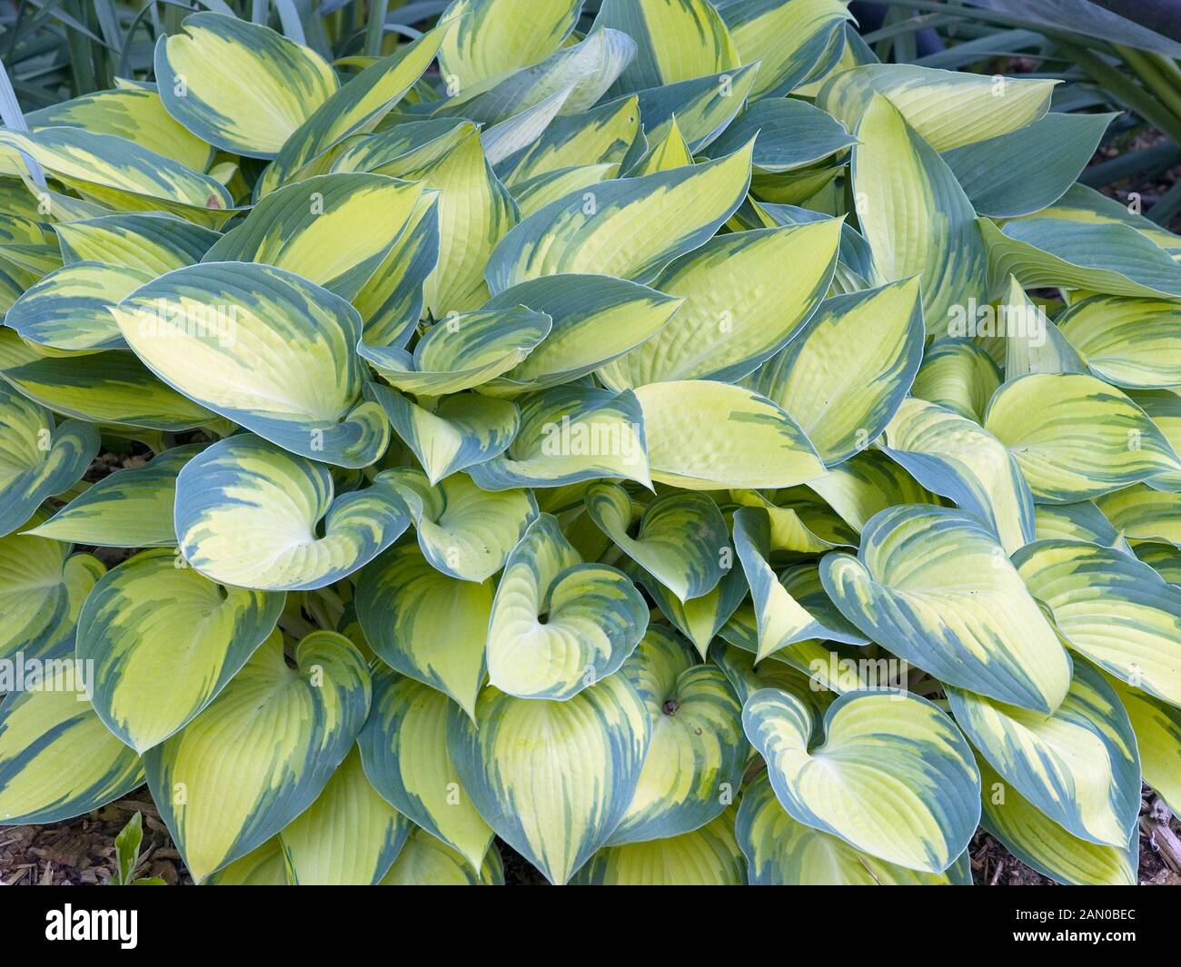 June plantain lily hosta june hi-res stock photography and images - Alamy