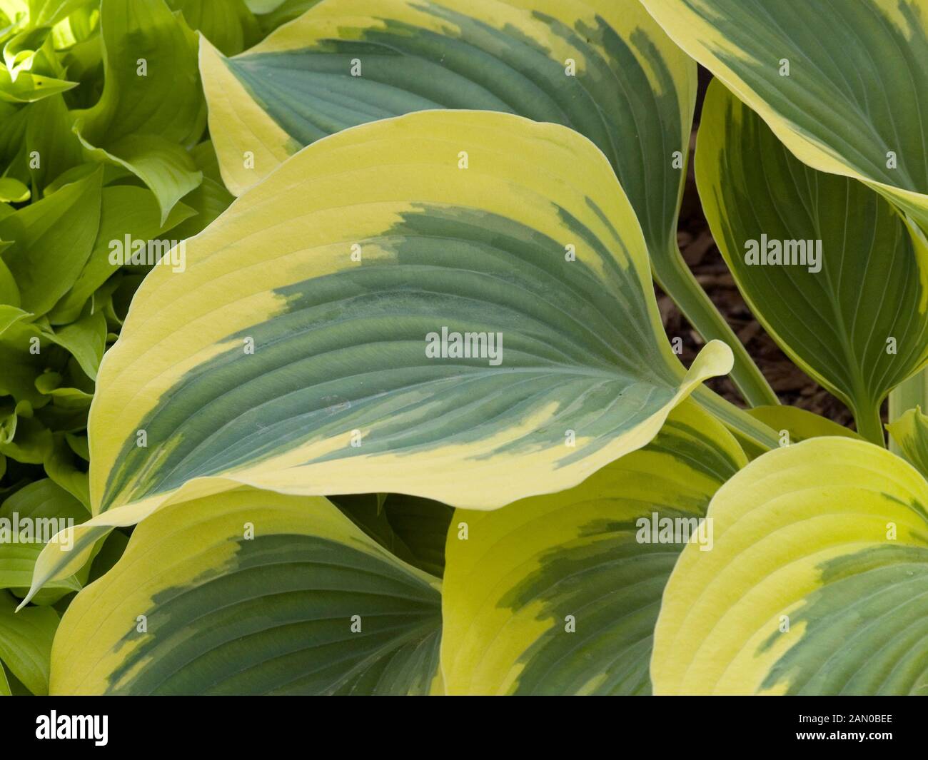 Hosta liberty hi-res stock photography and images - Alamy
