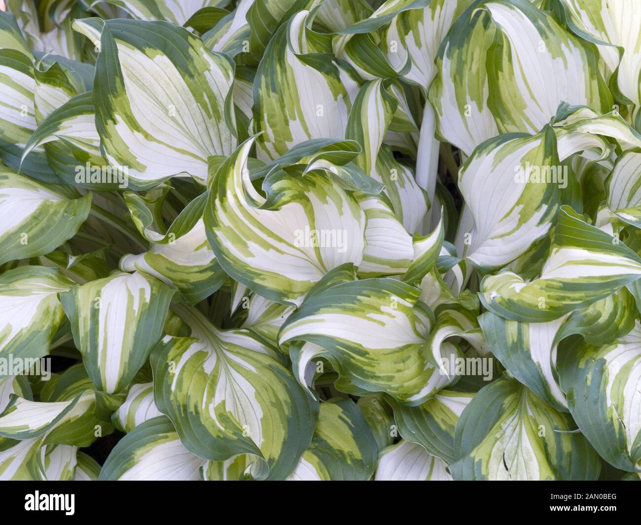 Hosta hosta undulata hi-res stock photography and images - Alamy