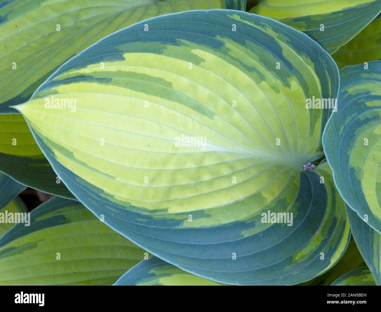 June plantain lily hosta june hi-res stock photography and images - Alamy