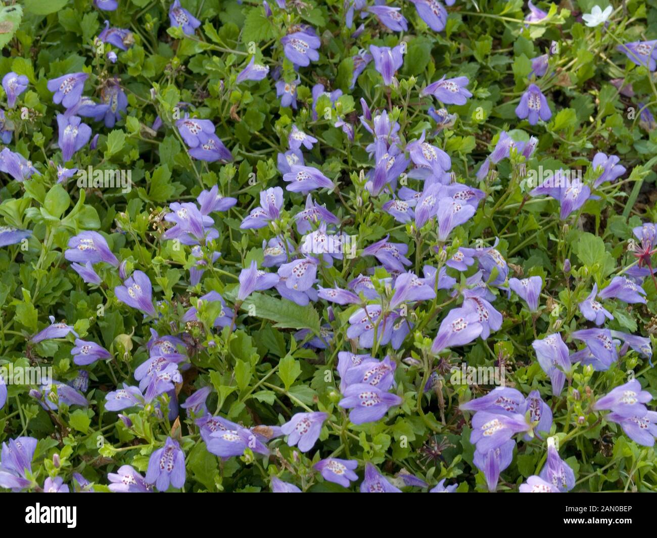 Mazus hi-res stock photography and images - Alamy