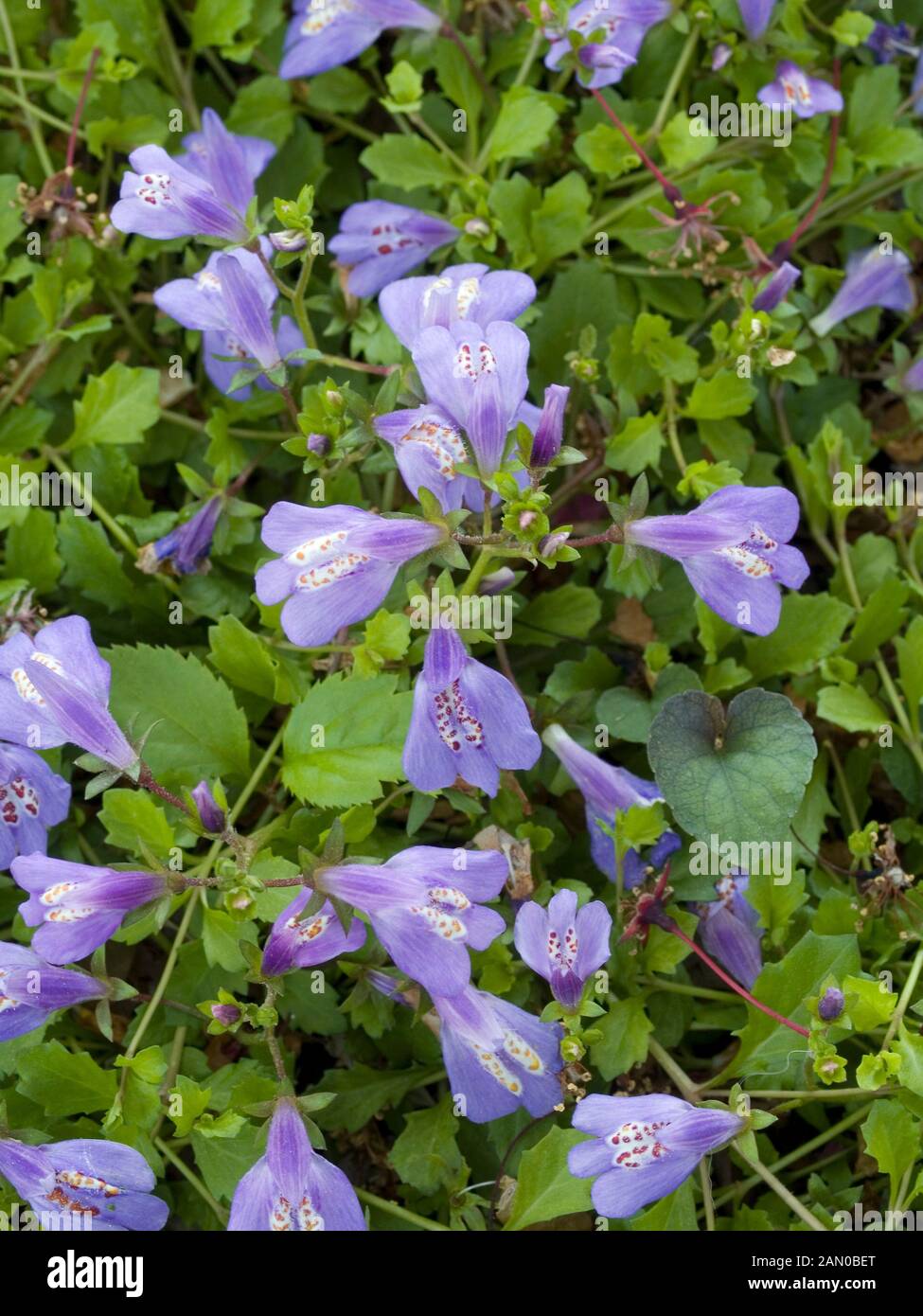 Mazus hi-res stock photography and images - Alamy