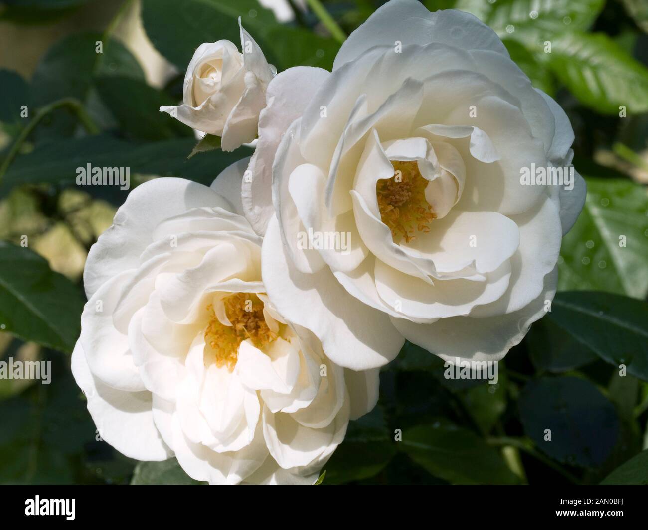 Rosa iceberg hi-res stock photography and images - Alamy