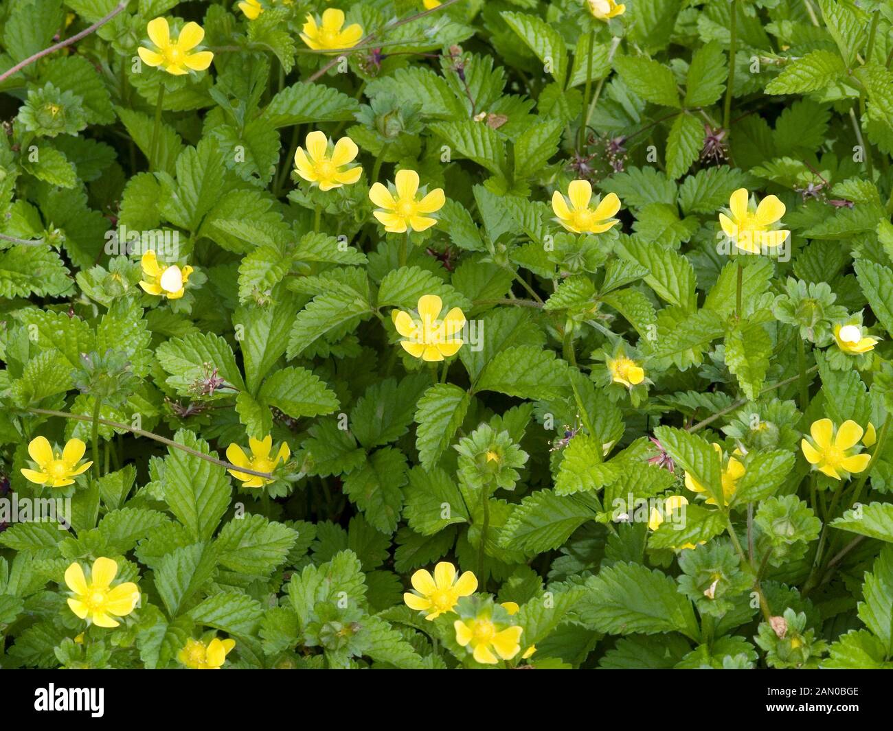 Waldsteinia hi-res stock photography and images - Alamy