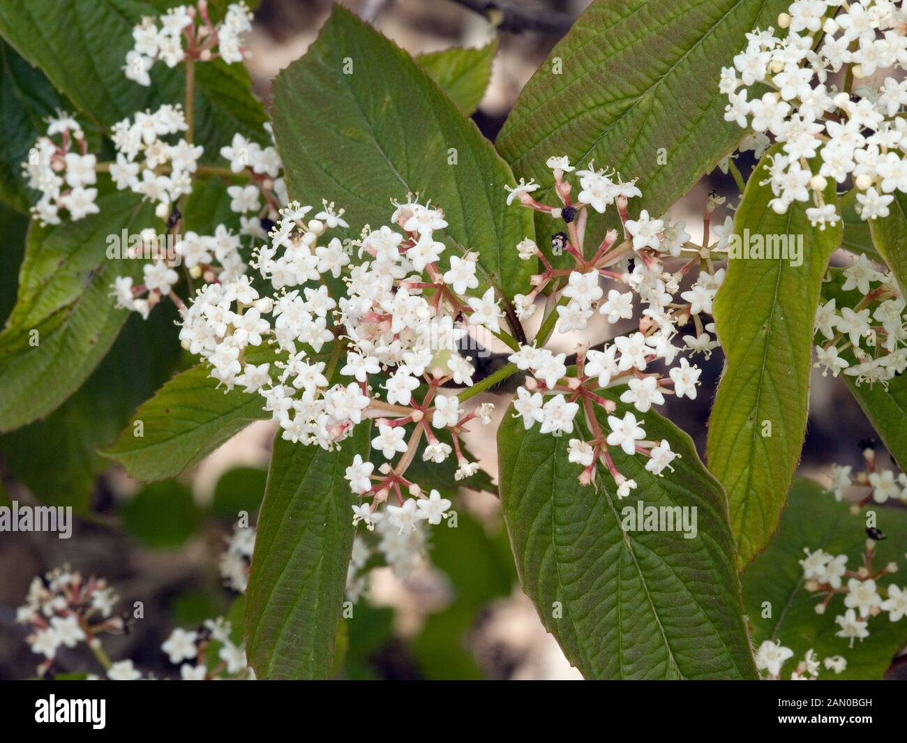 Viburnum setigerum hi-res stock photography and images - Alamy